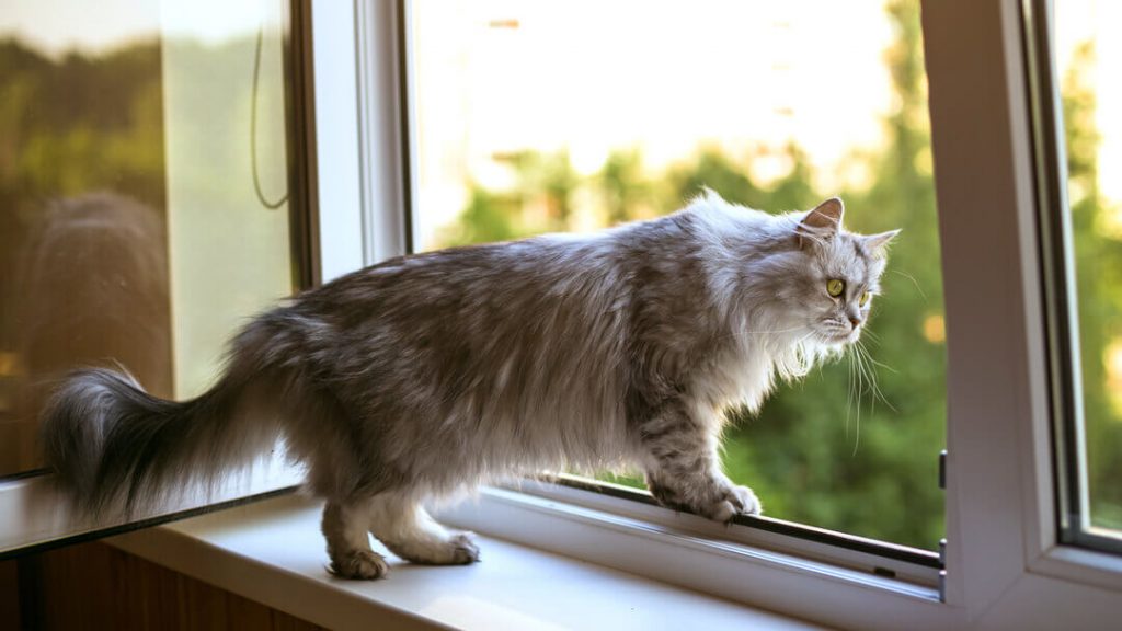 6 Ways to Stop Cat Falling Out of Window (Helpful Tips)