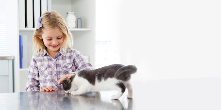 How Taking Care of a Kitten (13 Starter Tips)