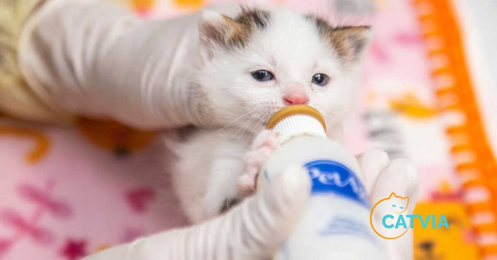 How Much Food Does A Kitten Need Feed A Kitten how-much-food-does-a-kitten-need-feed-a-kitten