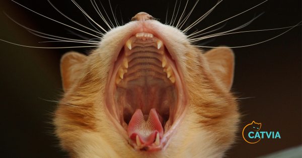 Why Cat Losing Teeth? Cat Dental Disease and Treatment