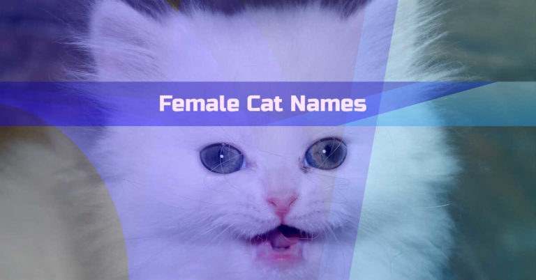 400+ Most Popular Female Cat Names | Girl Cat Names