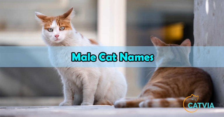 501 Most Popular Male Cat Names (A to Z) | Boy Cat Names