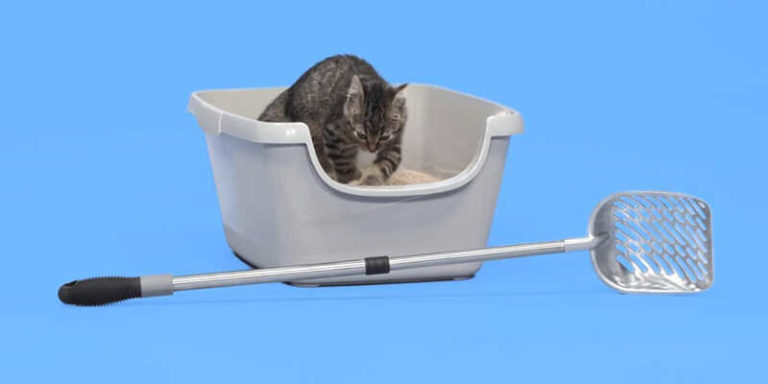 How to Choose a Litter Scoop for Your Cat? (Explained)