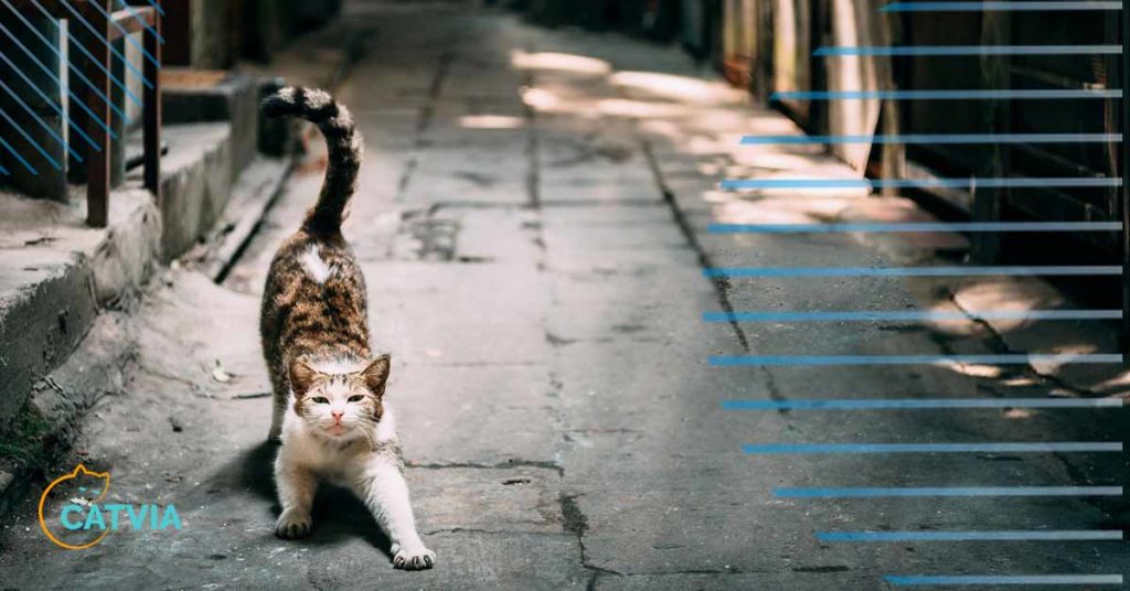 What Does It Mean if a Cat Follows You?