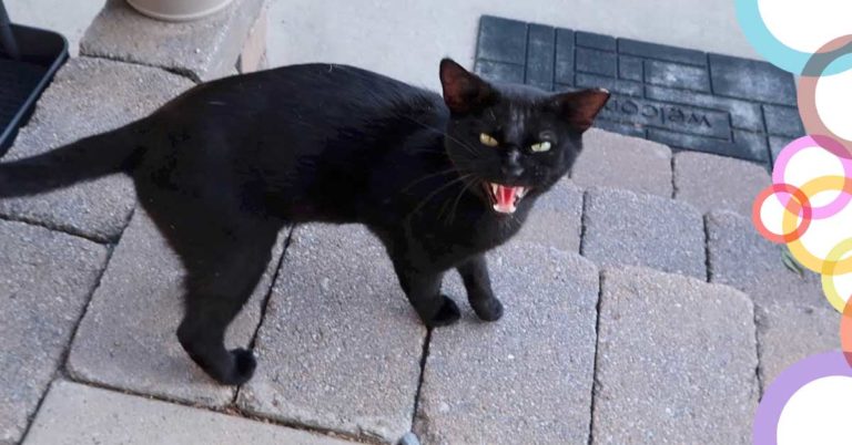 What Does It Mean If A Cat Hisses At You 