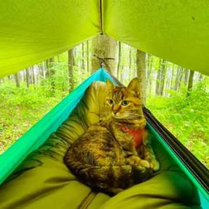How To Go Camping With Cat (Ultimate Guide)
