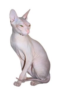 10 Best Hairless Cat Breeds That Make Great Pets