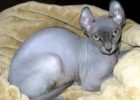10 Best Hairless Cat Breeds That Make Great Pets