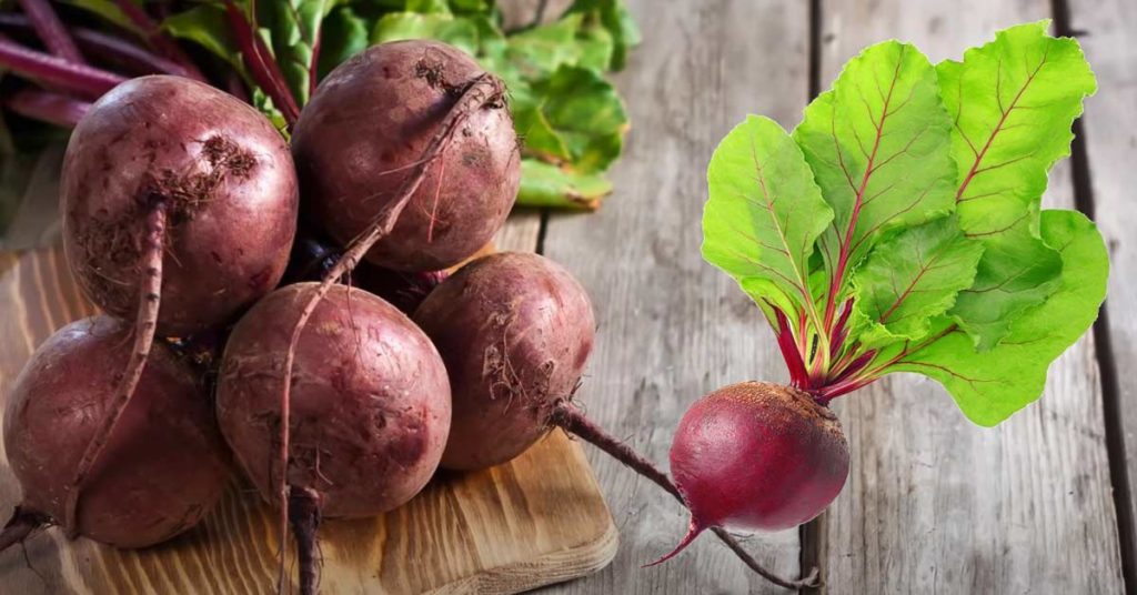 Can Cats Eat Cucumbers? Is It Safe?