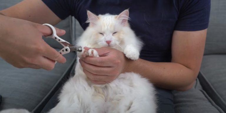 How Often Do You Need to Trim Cat Nails? (Explained)