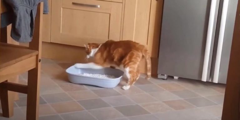 Why is My Cat Scratching the Litter Box? (Explained)