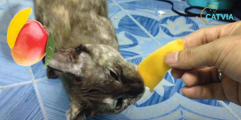 Can Cats Eat Mango? FAQ & Facts