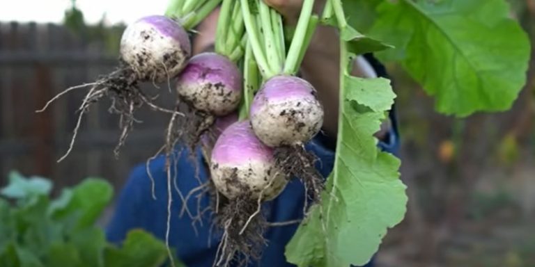 Can Cats Eat Turnip Greens? Are Turnips Safe For Cats?