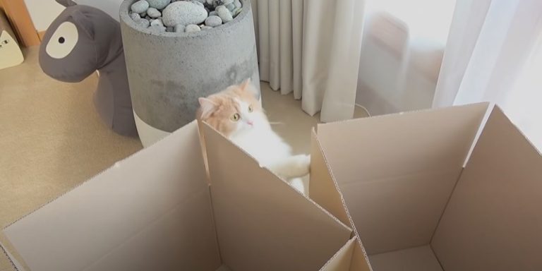 Why Do Cats Like Boxes?