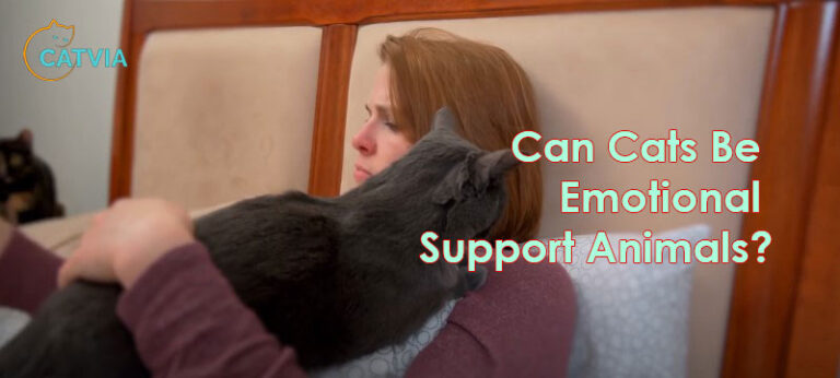 Can Cats Be Emotional Support Animals?