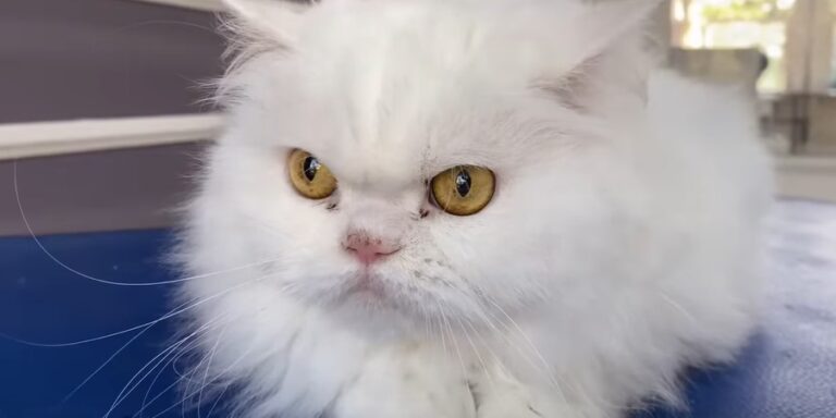 How to Make Cat Fat And Fluffy