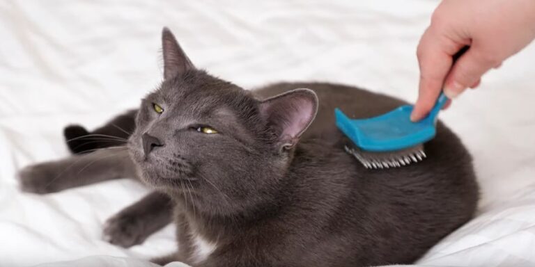 How to Control Cat Hair in House